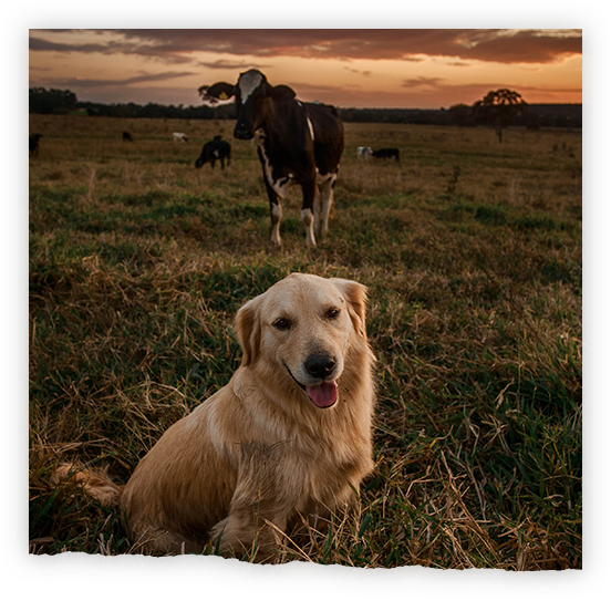 Wellness and Prevention - Large Animal