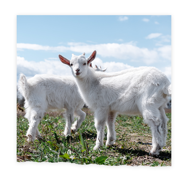 Goats-and-Sheep - Rome