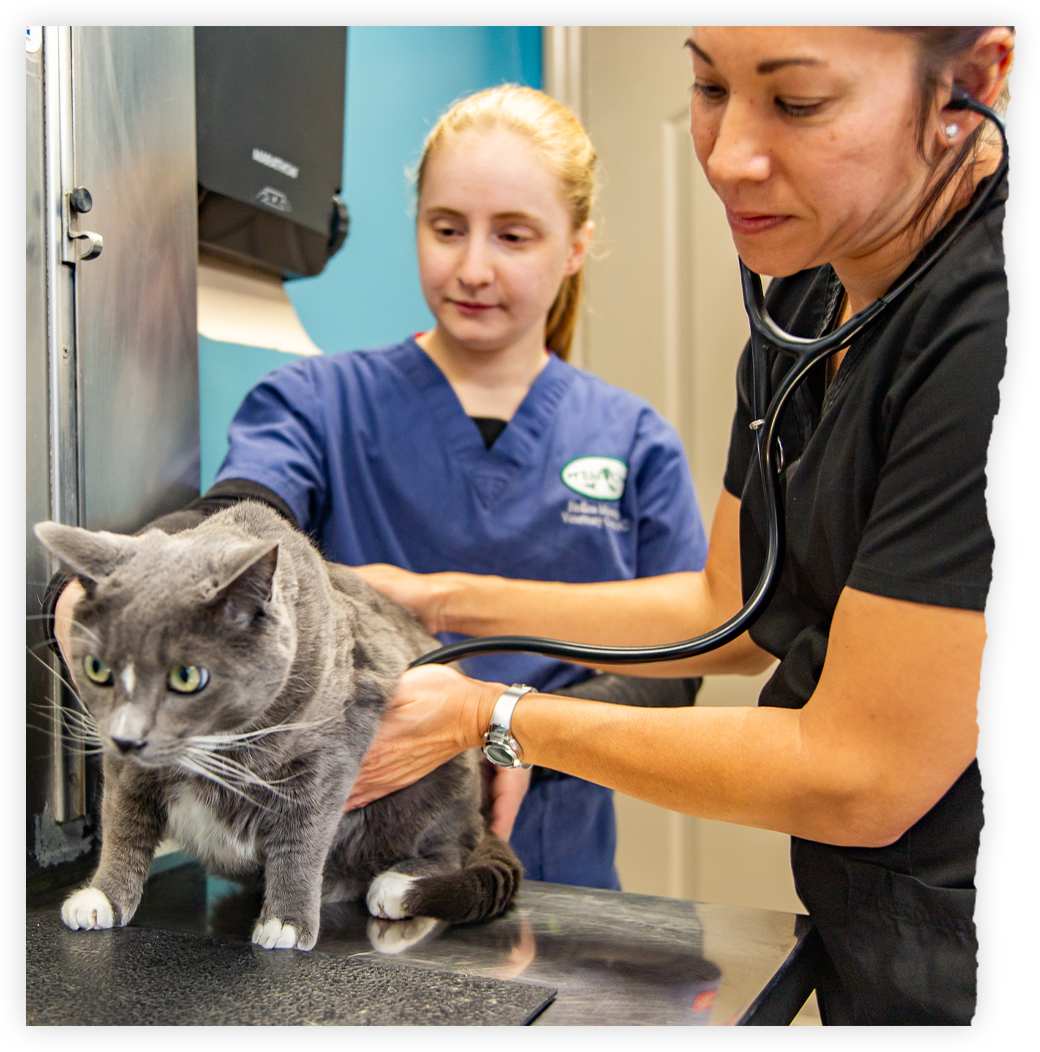 Careers - Endless Mountains Veterinary Center
