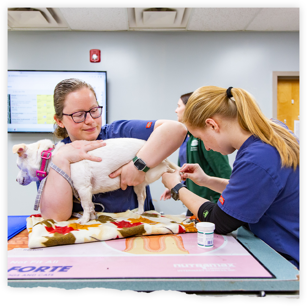 Careers - Endless Mountains Veterinary Center